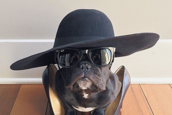 Pampered Pooches of the Rich and Famous - Stay at Home Mum