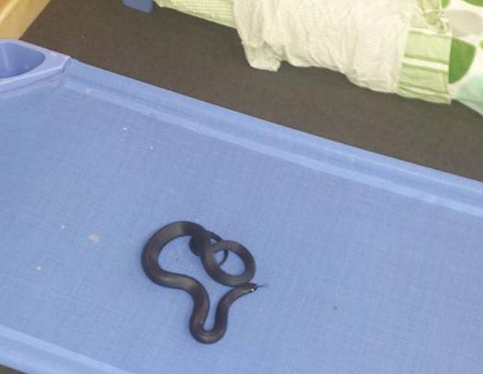 snake - Stay at Home Mum