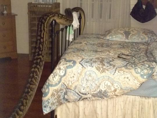 Woman Finds Huge Python On Her Bed! - Stay at Home Mum
