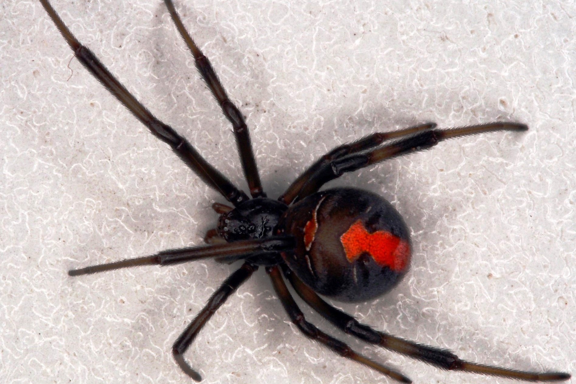 Redback-Spider_Julian-White - Stay at Home Mum